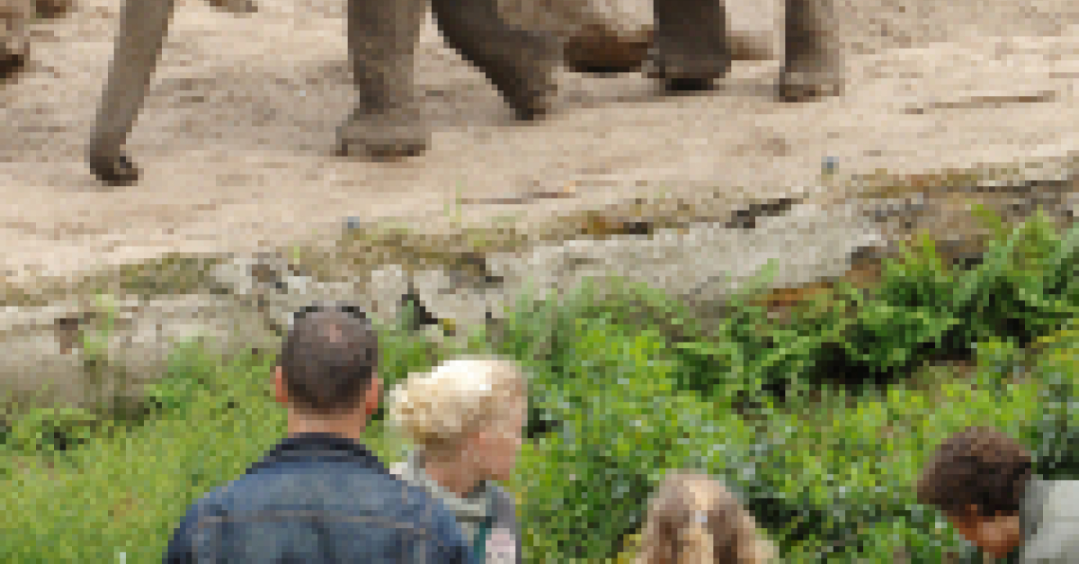 Vialis levert verkeersinformatie op attractiepunten | Vialis